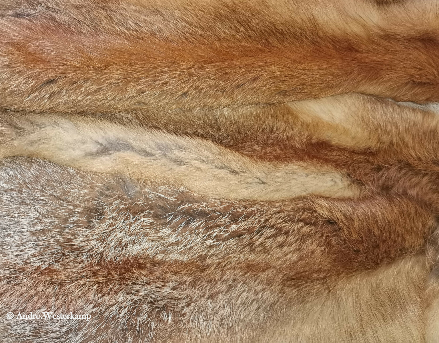 Wie werden die unterschiedlichen Farbschläge beim Fuchs u.a. genannt ...